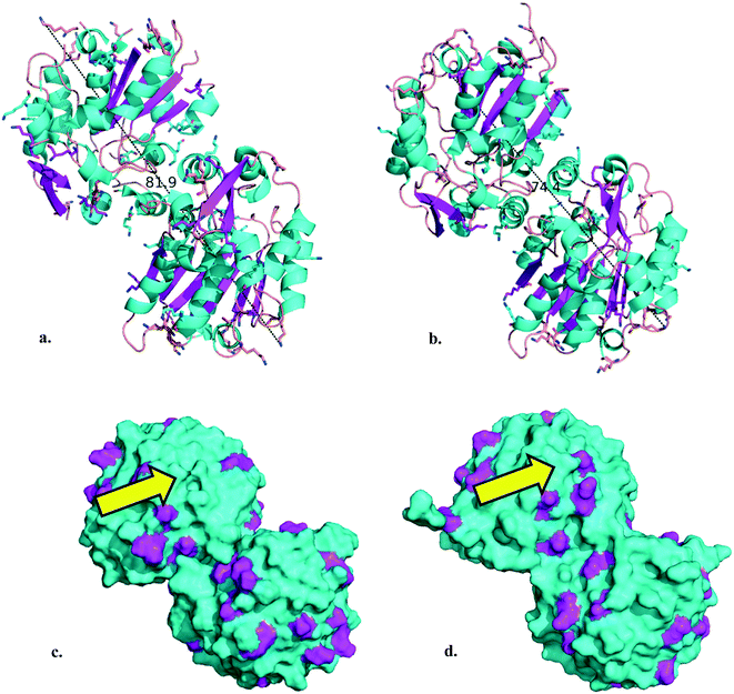 Hydroxynitrile lyases covalently immobilized in continuous flow ...