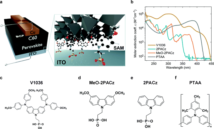 Conformal monolayer contacts with lossless interfaces for perovskite ...