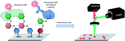 Multivalent glycan arrays - Faraday Discussions (RSC Publishing) DOI:10 ...