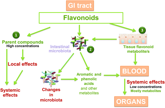 The effects of polyphenols and other bioactives on human health - Food ...