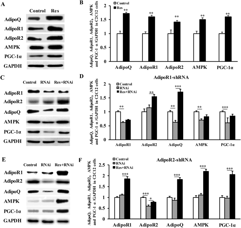 Resveratrol regulates skeletal muscle fibers switching through the ...