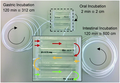 Digestion-on-a-chip: a continuous-flow modular microsystem recreating ...