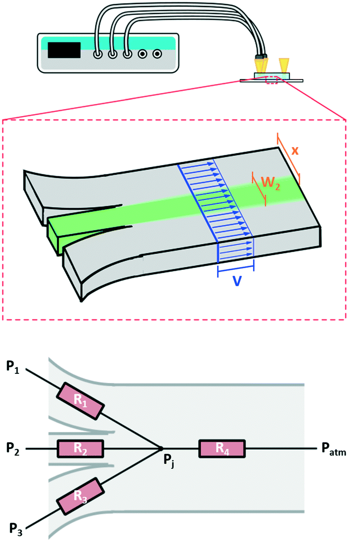 Flow focusing through gels as a tool to generate 3D concentration profiles in hydrogel-filled ...