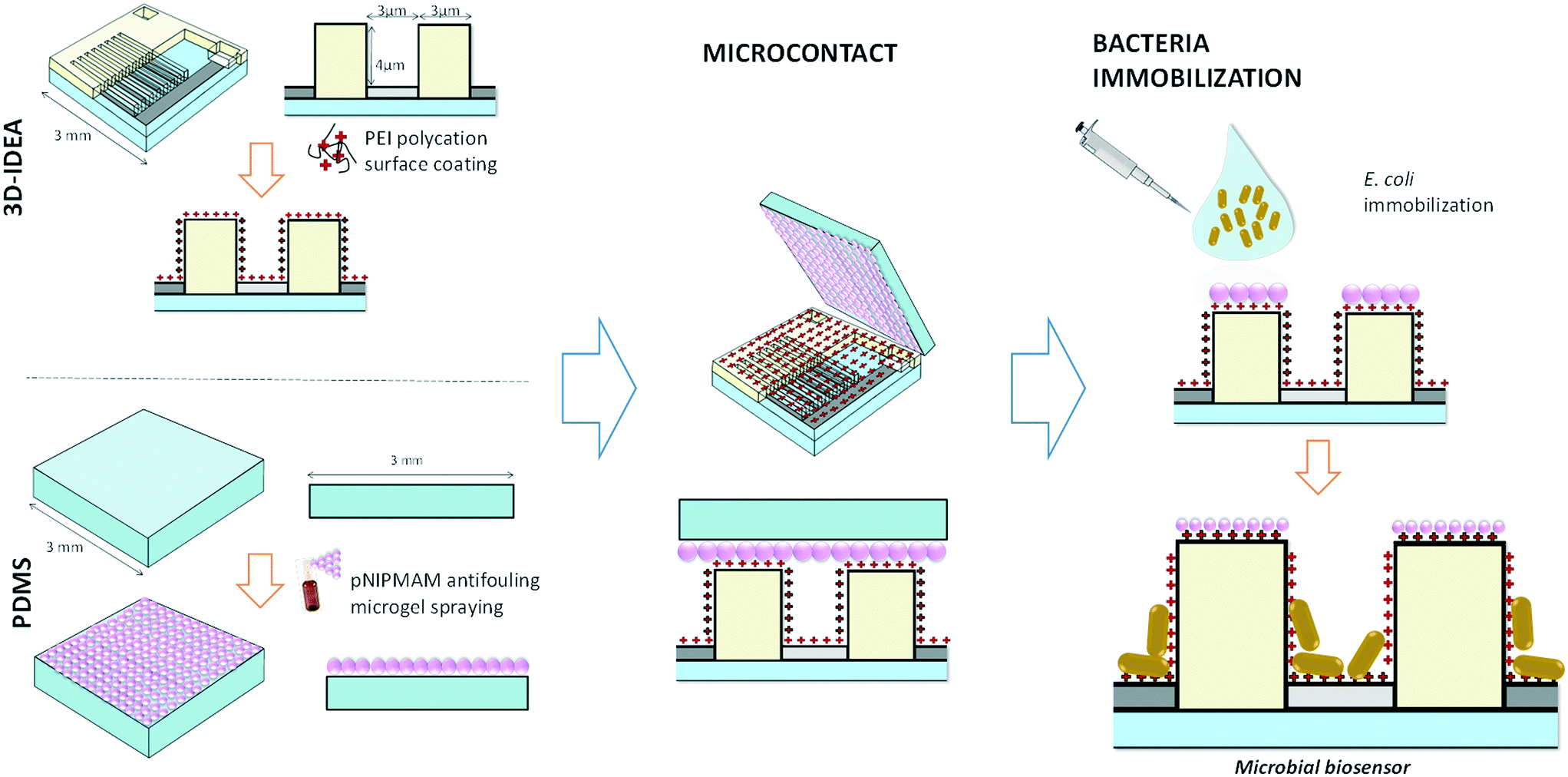 3D impedimetric sensors as a tool for monitoring bacterial response to ...