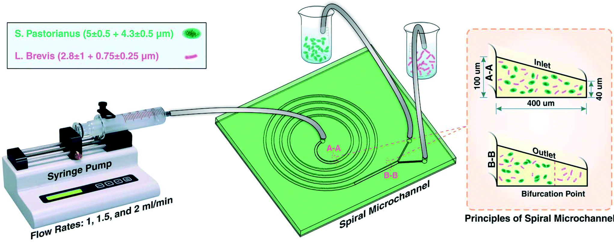 Rapid separation and identification of beer spoilage bacteria by inertial microfluidics and ...