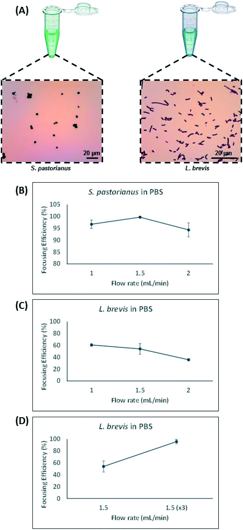Rapid separation and identification of beer spoilage bacteria by inertial microfluidics and ...