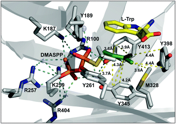FgaPT2, a biocatalytic tool for alkyl-diversification of indole natural ...