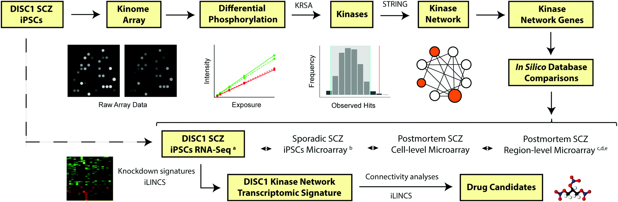 Kinase network dysregulation in a human induced pluripotent stem cell ...