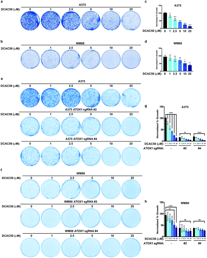 Copper chaperone ATOX1 is required for MAPK signaling and growth in ...