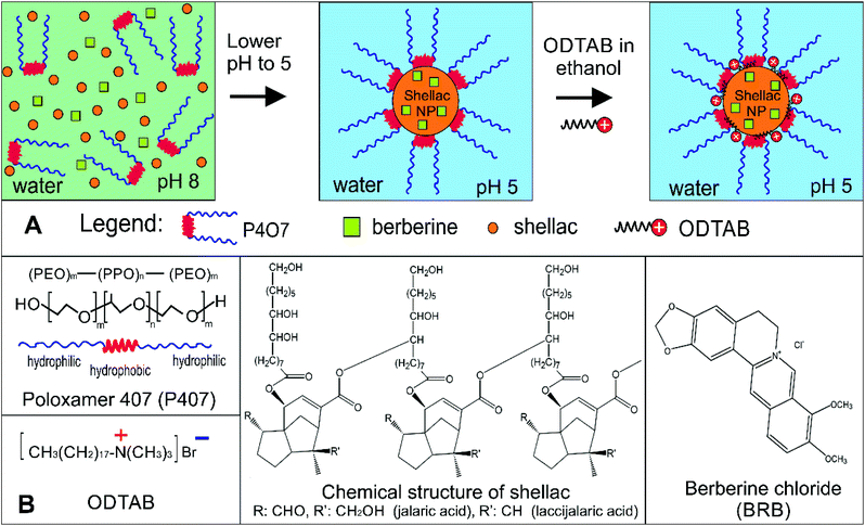 Dual-functionalised shellac nanocarriers give a super-boost of the ...