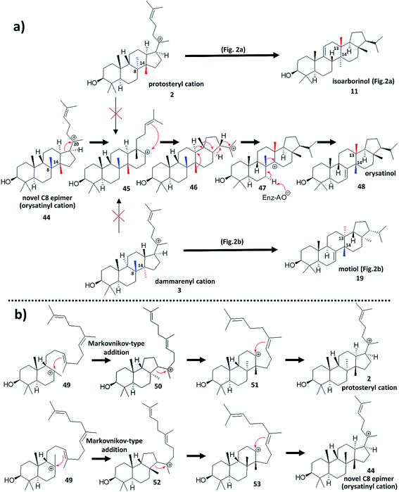 The protosteryl and dammarenyl cation dichotomy in polycyclic ...