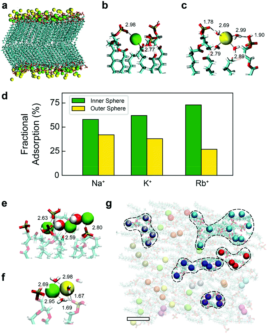 Long-lived ionic nano-domains can modulate the stiffness of soft ...