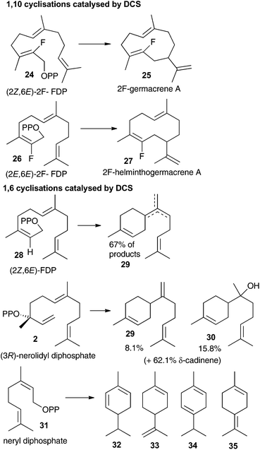 Silent catalytic promiscuity in the high-fidelity terpene cyclase δ ...