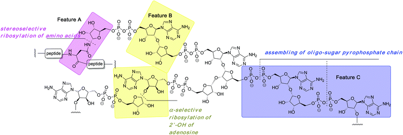 Chemical ADP-ribosylation: mono-ADPr-peptides and oligo-ADP-ribose ...