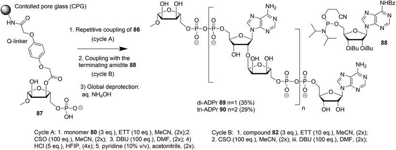 Chemical ADP-ribosylation: mono-ADPr-peptides and oligo-ADP-ribose ...