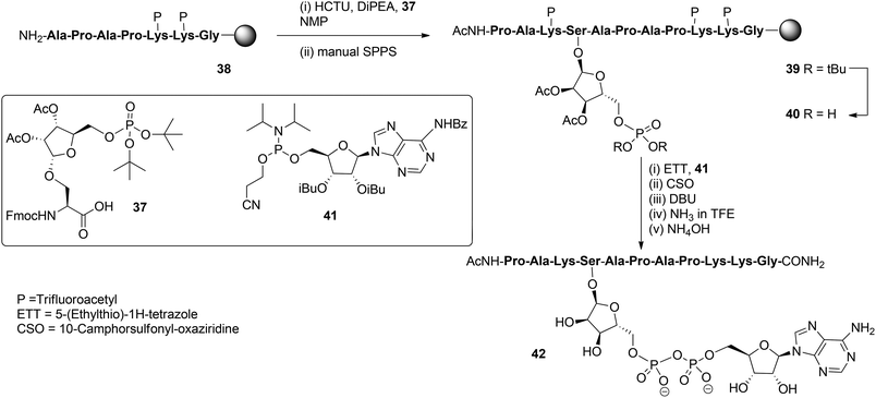 Chemical ADP-ribosylation: mono-ADPr-peptides and oligo-ADP-ribose ...