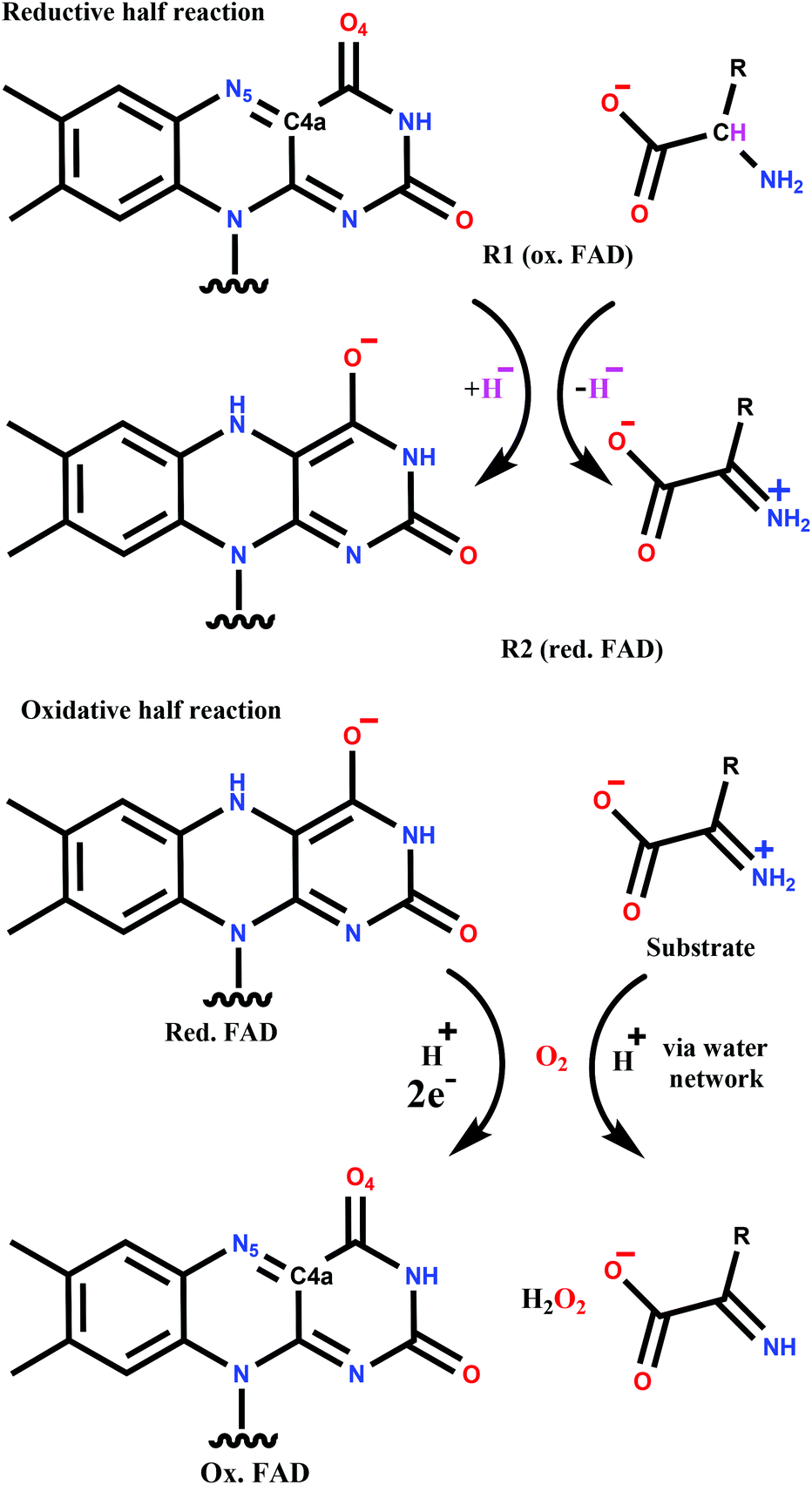 A detailed mechanism of the oxidative half-reaction of d -amino acid ...