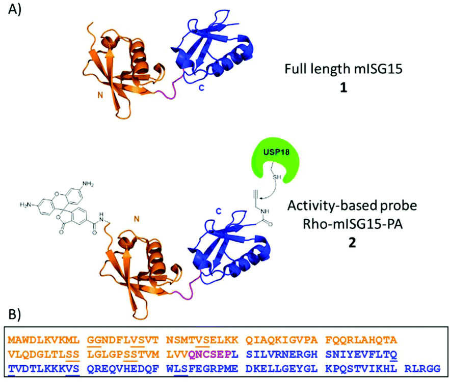 Total chemical synthesis of murine ISG15 and an activity-based probe with physiological binding ...