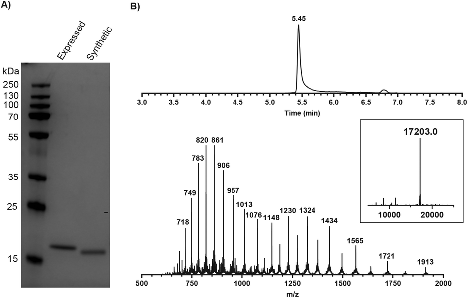 Total chemical synthesis of murine ISG15 and an activity-based probe with physiological binding ...