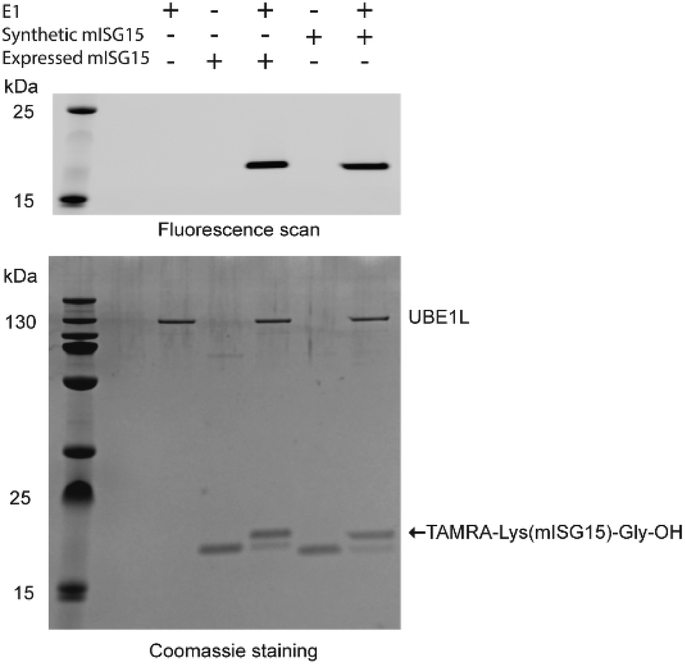 Total chemical synthesis of murine ISG15 and an activity-based probe with physiological binding ...