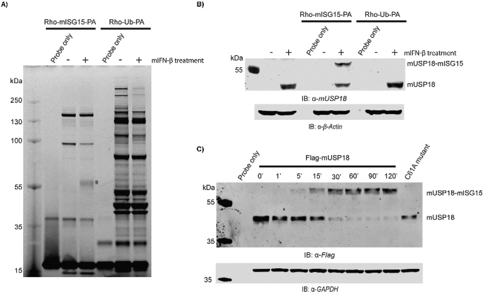 Total chemical synthesis of murine ISG15 and an activity-based probe with physiological binding ...