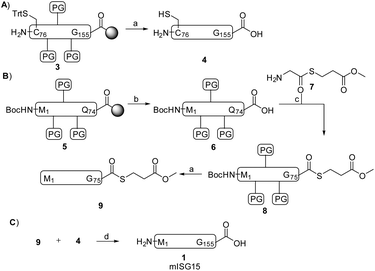 Total chemical synthesis of murine ISG15 and an activity-based probe with physiological binding ...