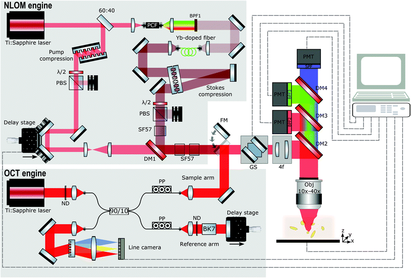Depth resolved label-free multimodal optical imaging platform to study ...