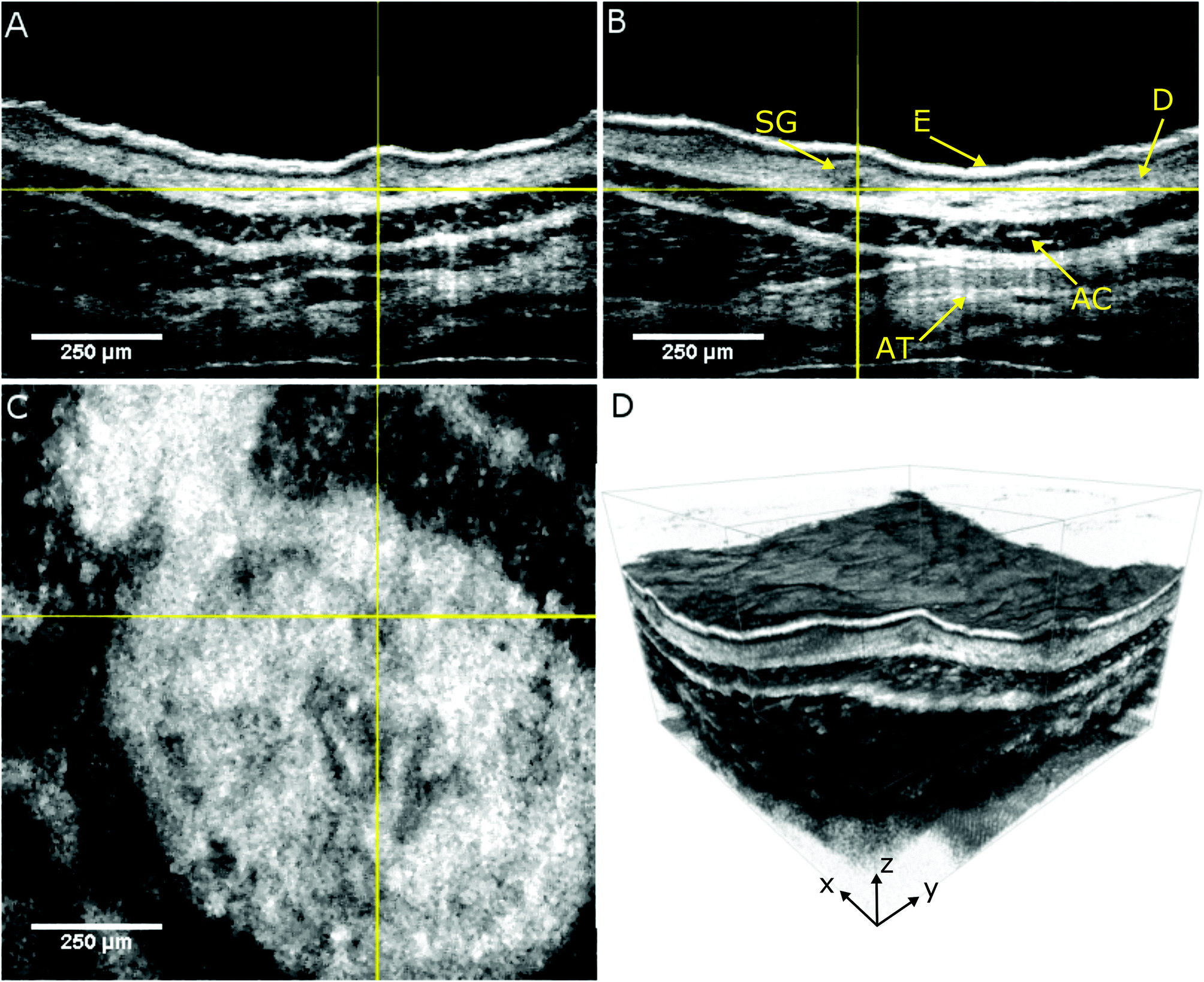 Depth resolved label-free multimodal optical imaging platform to study ...