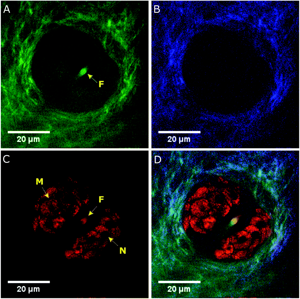 Depth resolved label-free multimodal optical imaging platform to study ...