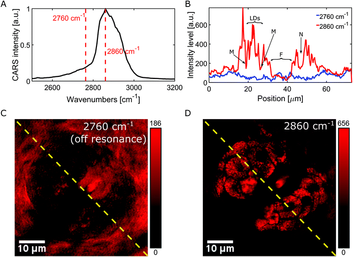Depth resolved label-free multimodal optical imaging platform to study ...
