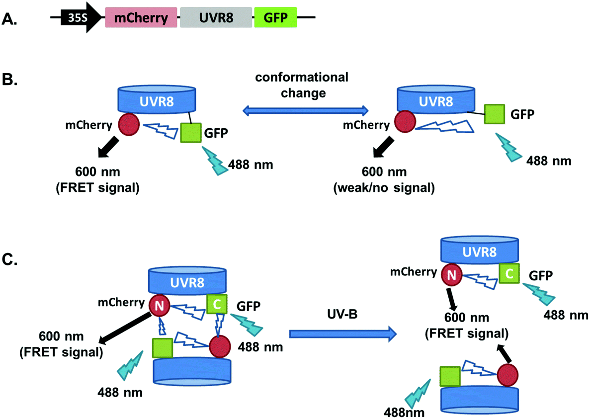 A FRET method for investigating dimer/monomer status and conformation ...