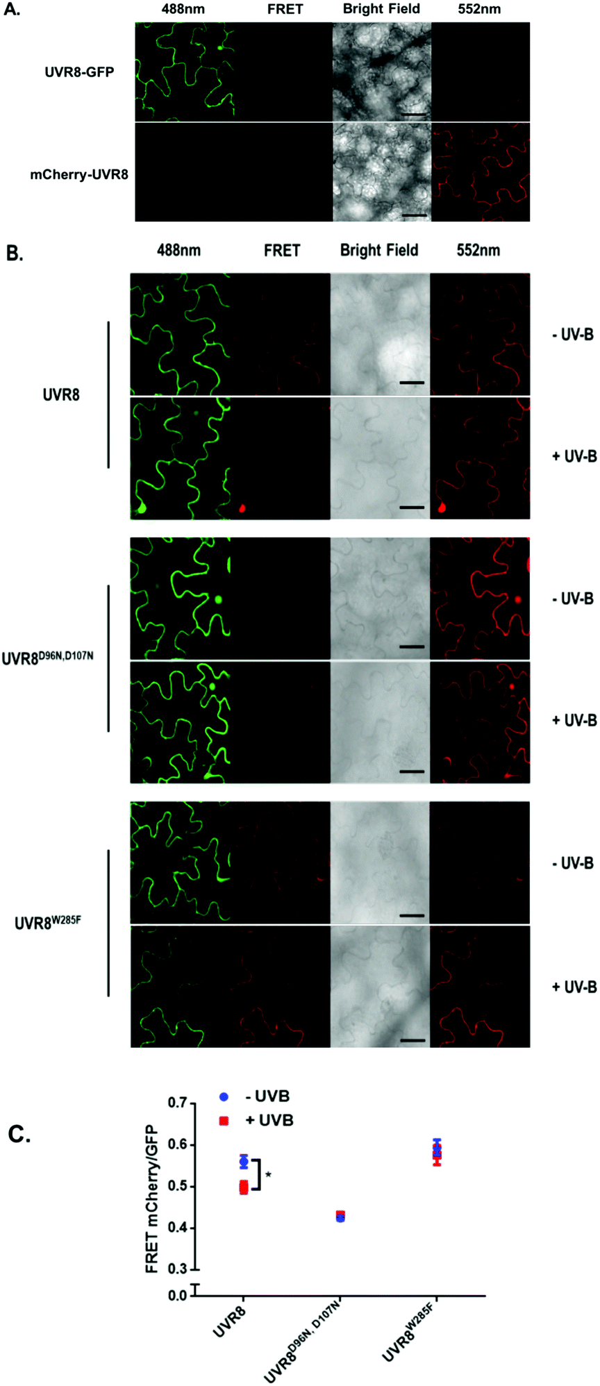 A FRET method for investigating dimer/monomer status and conformation ...