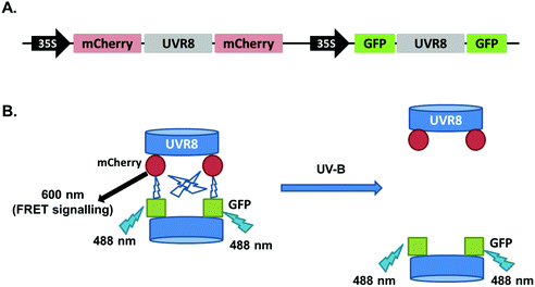 A FRET method for investigating dimer/monomer status and conformation ...