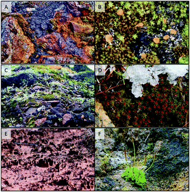 A perspective on ecologically relevant plant-UV research and its ...