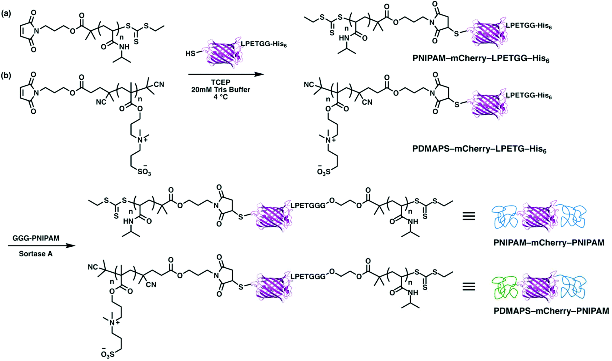 Topology effects on protein–polymer block copolymer self-assembly ...