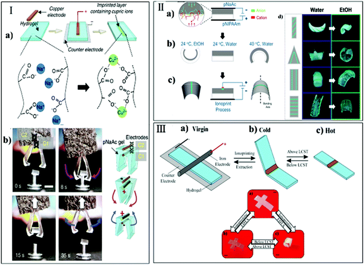 Trends in polymeric shape memory hydrogels and hydrogel actuators ...