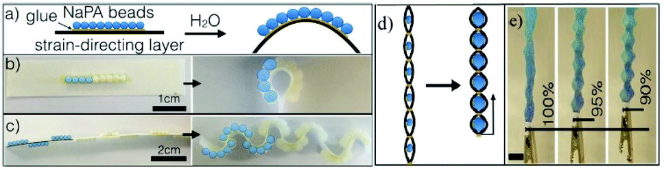 Trends in polymeric shape memory hydrogels and hydrogel actuators ...