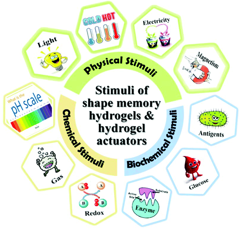 Trends in polymeric shape memory hydrogels and hydrogel actuators - Polymer Chemistry (RSC ...