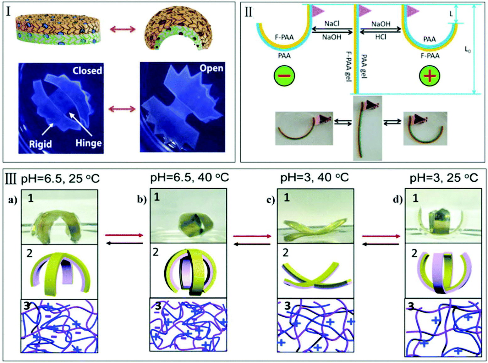 Trends in polymeric shape memory hydrogels and hydrogel actuators ...