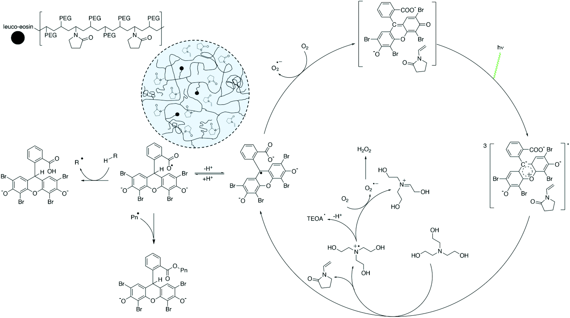 Eosin Y An Overview ScienceDirect Topics, 41% OFF