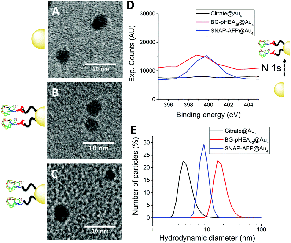 Site-specific conjugation of antifreeze proteins onto polymer ...