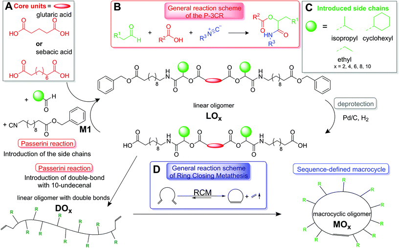 Monodisperse, sequence-defined macromolecules as a tool to evaluate the ...