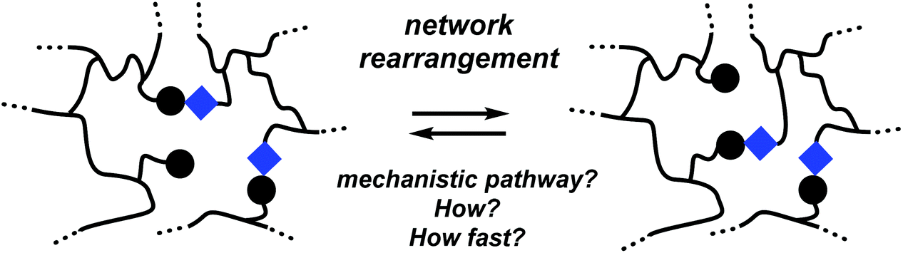 Dynamic covalent chemistry in polymer networks: a mechanistic ...