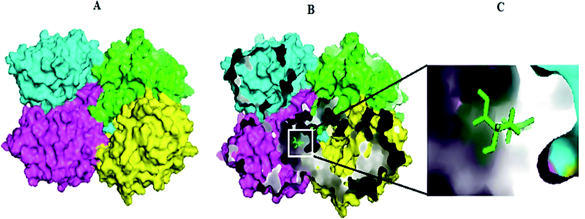Recombinant l -glutaminase obtained from Geobacillus ...