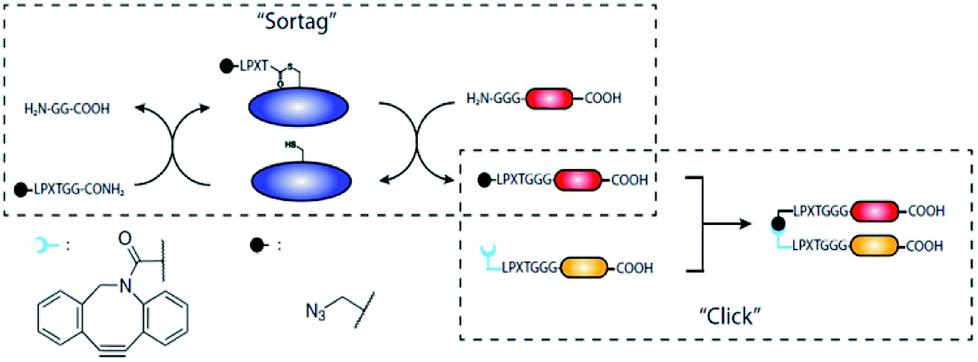 Broadening the scope of sortagging - RSC Advances (RSC Publishing) DOI ...
