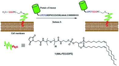 Broadening the scope of sortagging - RSC Advances (RSC Publishing) DOI ...