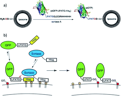 Broadening the scope of sortagging - RSC Advances (RSC Publishing) DOI ...