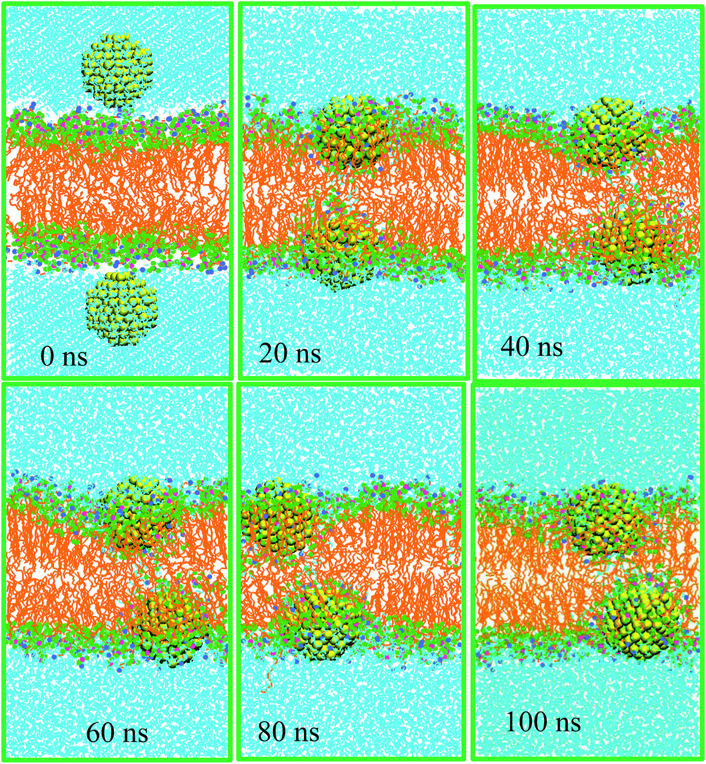 Interactions of neutral gold nanoparticles with DPPC and POPC lipid ...