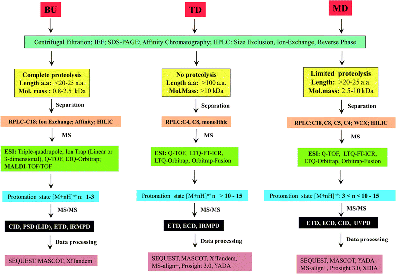 Middle-down approach: a choice to sequence and characterize proteins ...