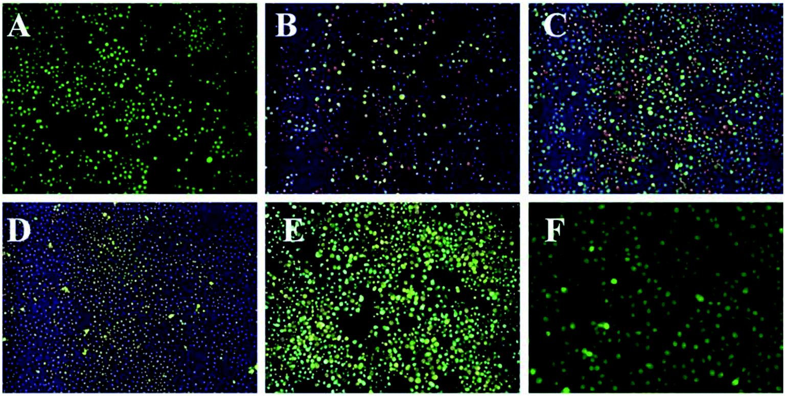 Enhancing the antitumor activity of tea polyphenols encapsulated in ...